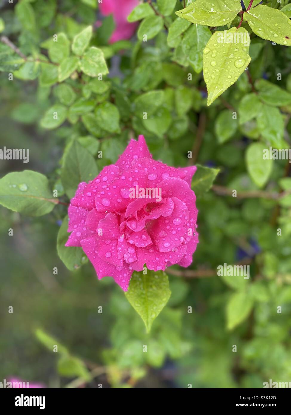 Hot pink rose hi-res stock photography and images - Alamy
