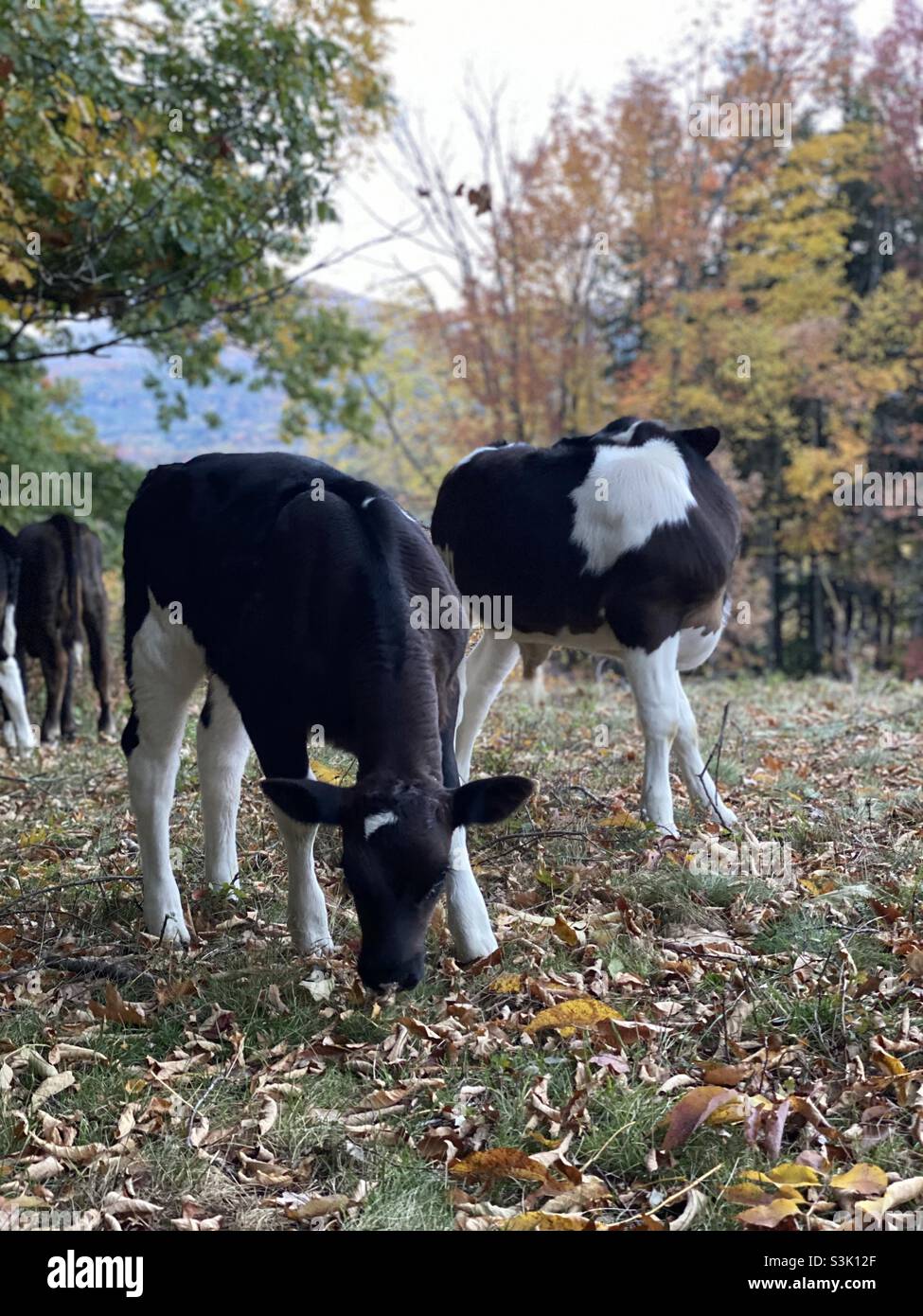 Fall calf hi-res stock photography and images - Alamy