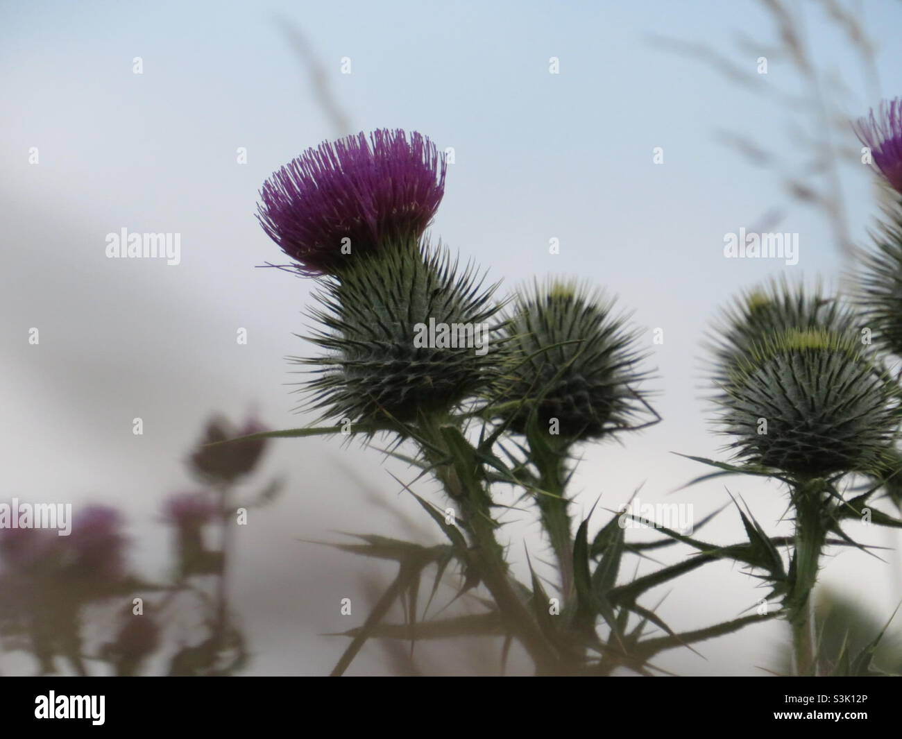 Flower of Scotland Stock Photo - Alamy
