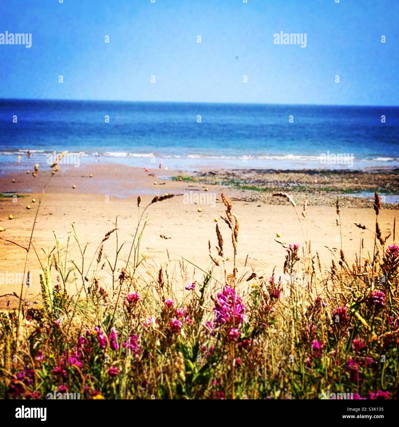 Pink flowers at the beach hi-res stock photography and images - Alamy