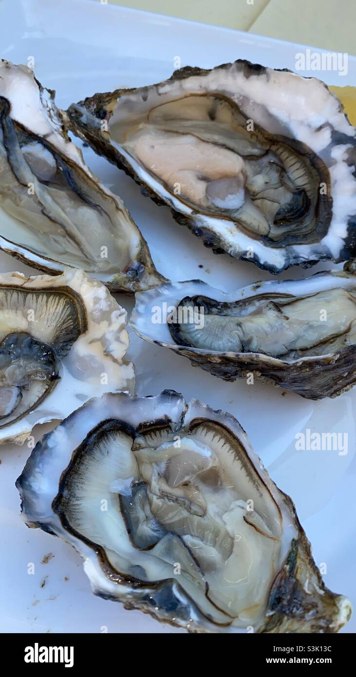 Oysters shell hi-res stock photography and images - Alamy