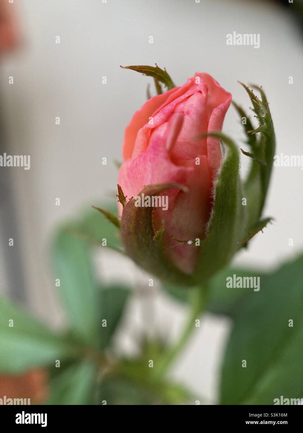 Rosebud Close Up High Resolution Stock Photography and Images - Alamy