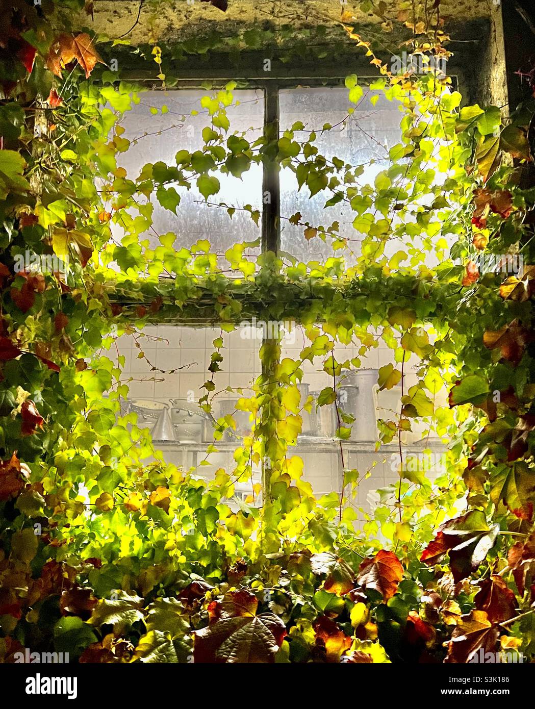 Window leaves hi-res stock photography and images - Alamy