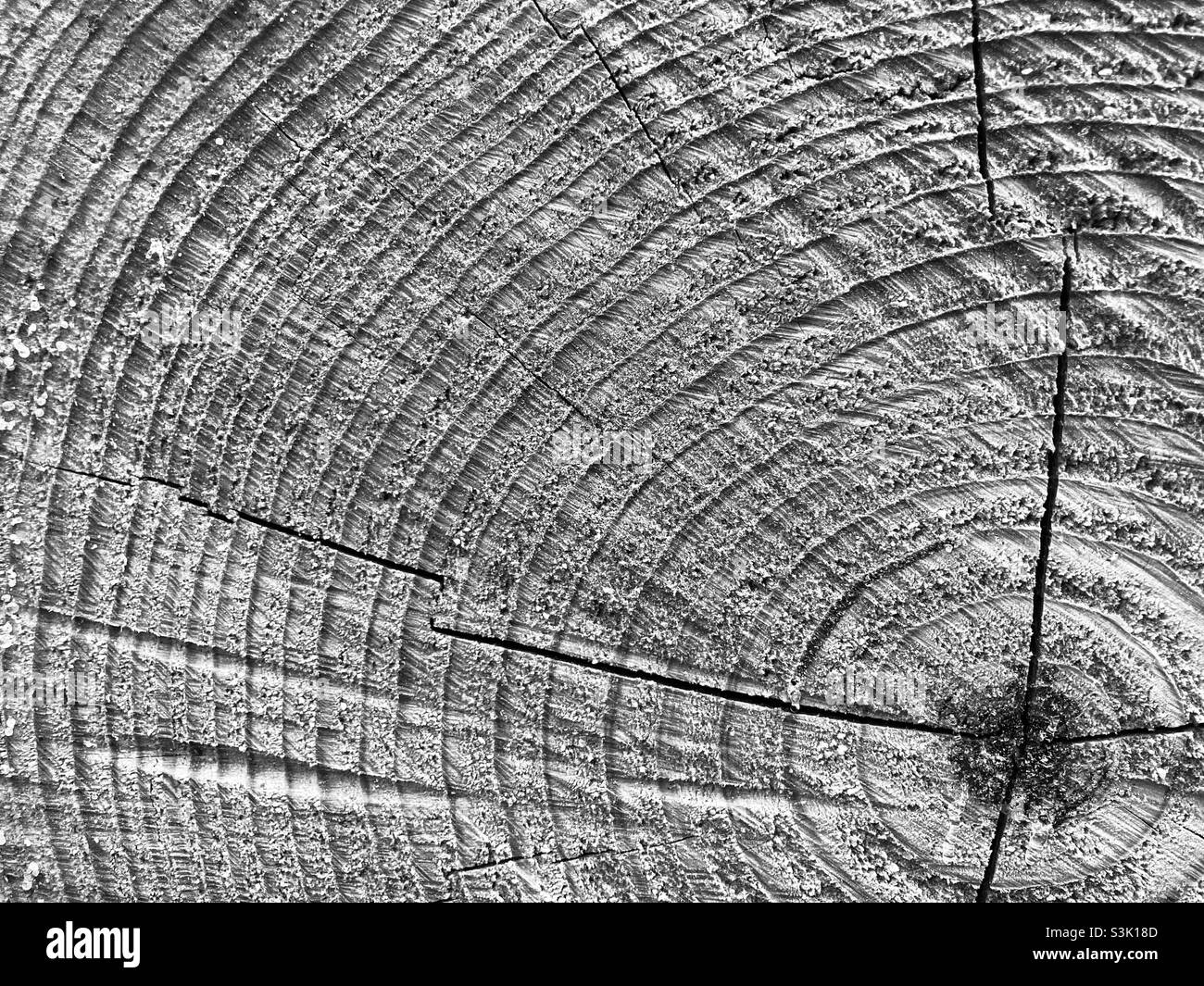 Black and white photo of a cross-cut log Stock Photo - Alamy