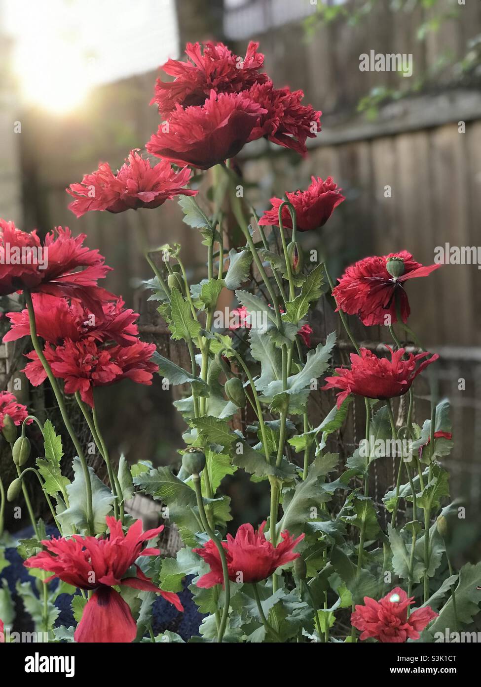 Red flowers city hi-res stock photography and images - Alamy