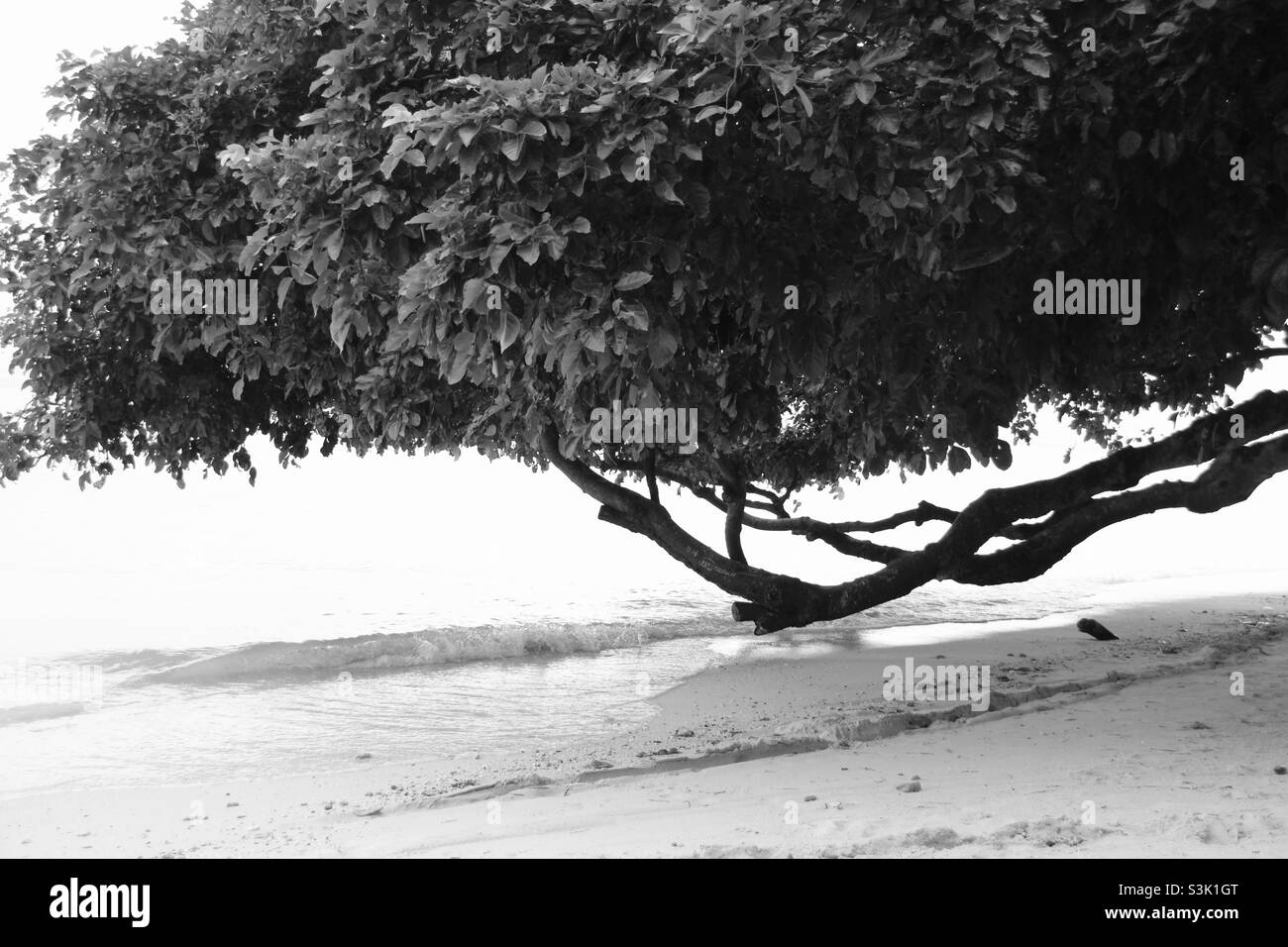 Low hanging tree branches hi-res stock photography and images - Alamy