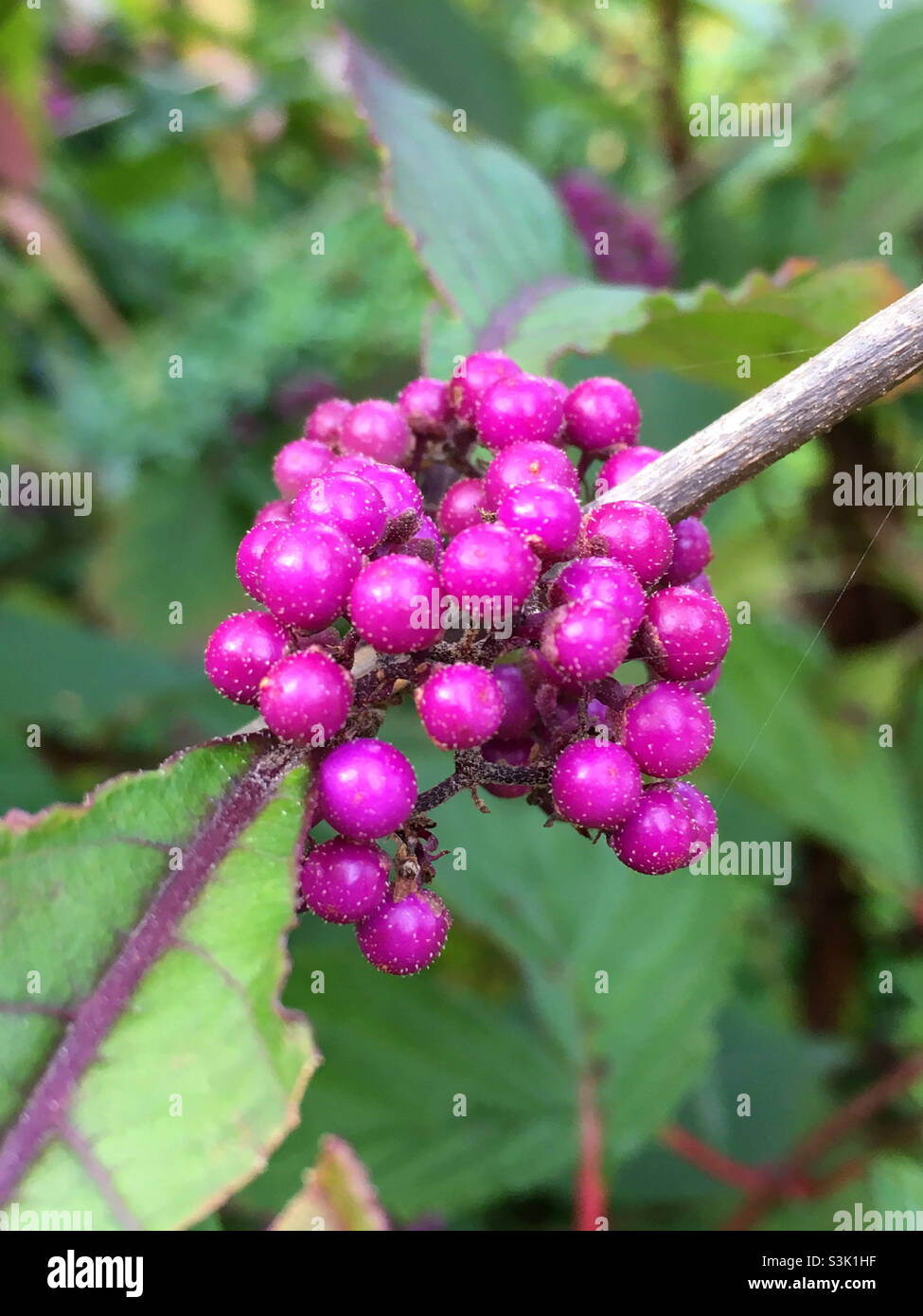 Beauty berry berries hi-res stock photography and images - Alamy