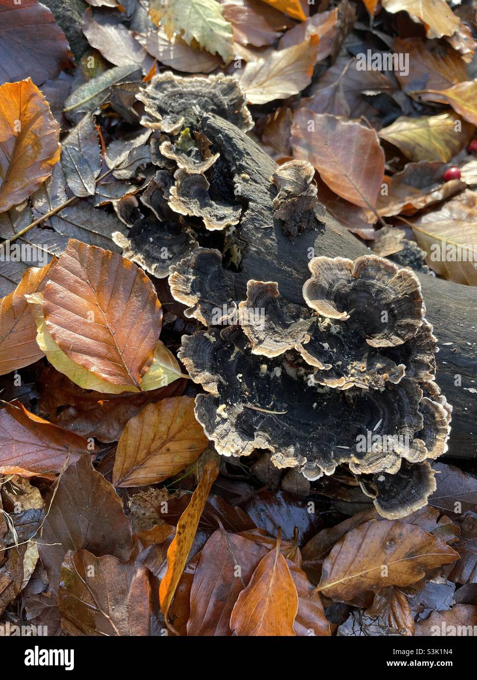 Leaves and fungi hi-res stock photography and images - Alamy