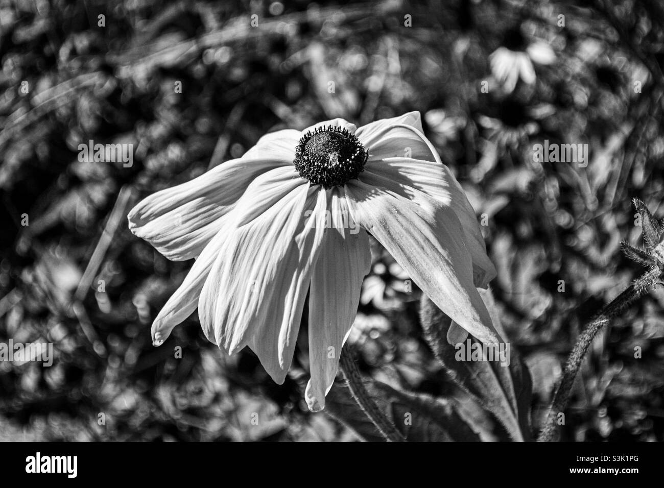 Bnw flower hi-res stock photography and images - Alamy