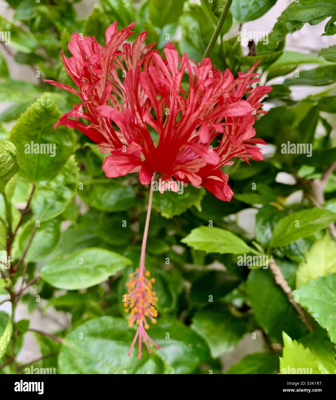 India hibiscus flowers hi-res stock photography and images - Alamy