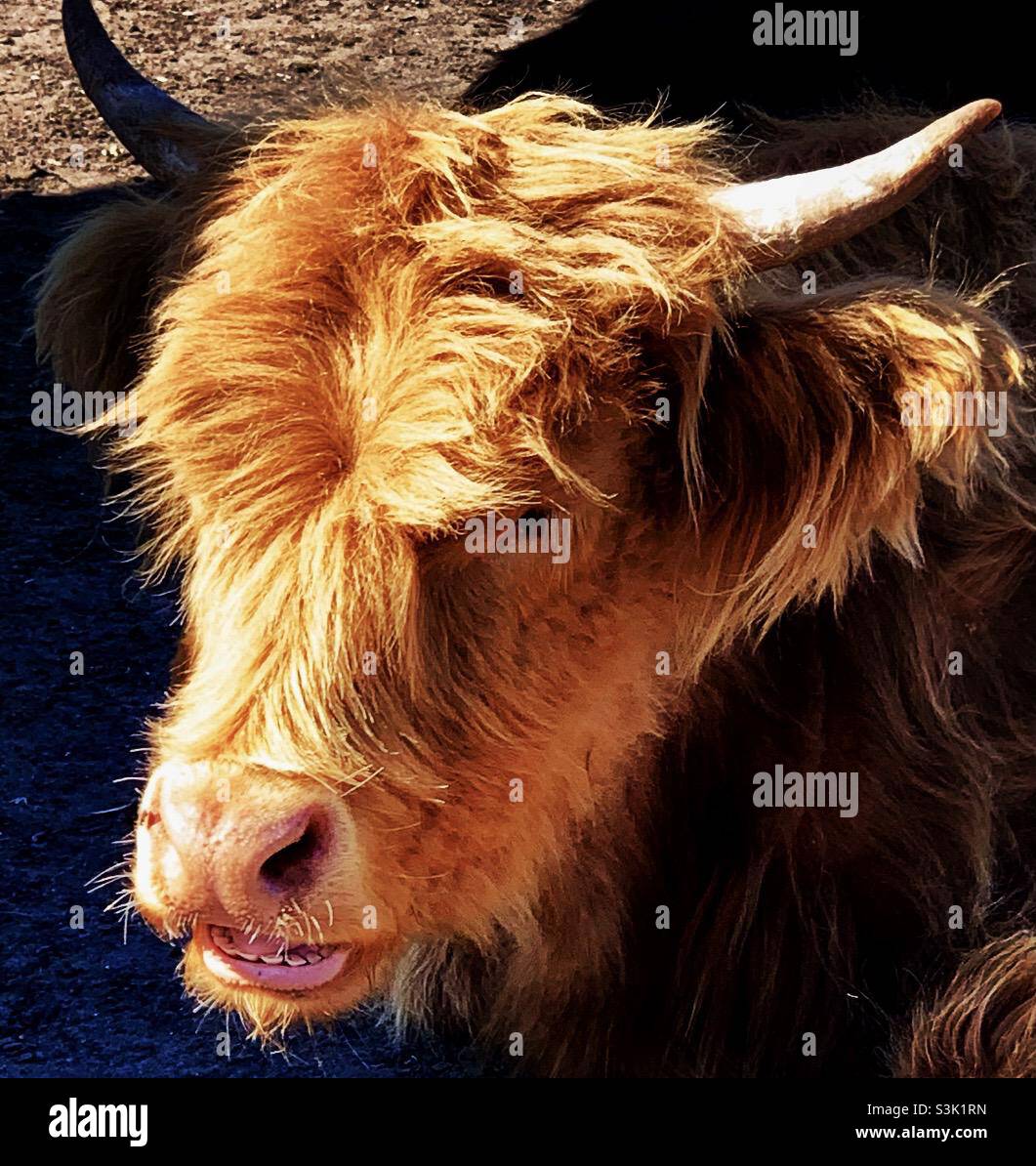 Moo cow hi-res stock photography and images - Alamy