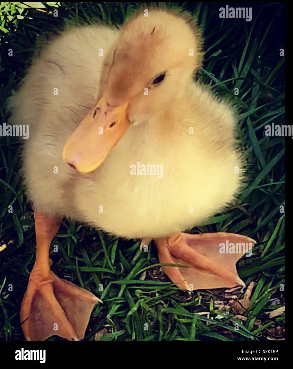 Yellow duck feet hi-res stock photography and images - Alamy