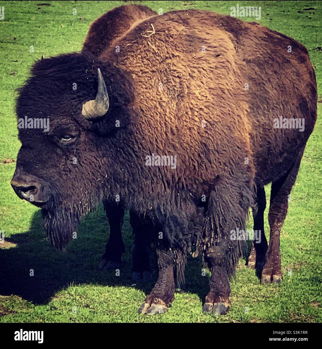 Buffalo indiana hi-res stock photography and images - Alamy