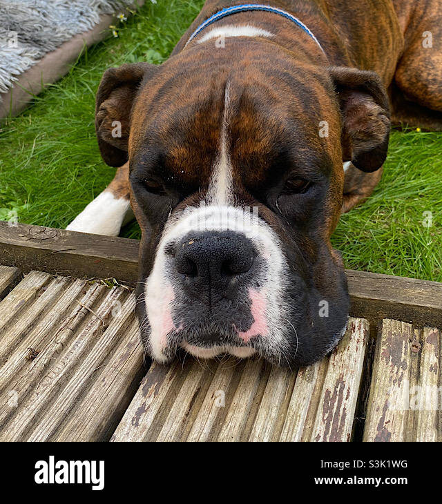 Chilled dog hi-res stock photography and images - Alamy