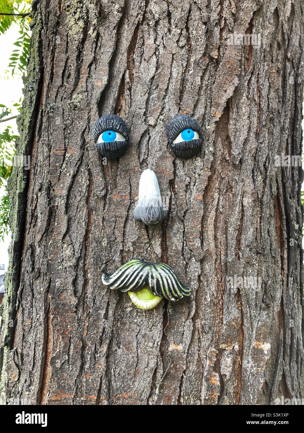 A tree trunk with a face Stock Photo - Alamy