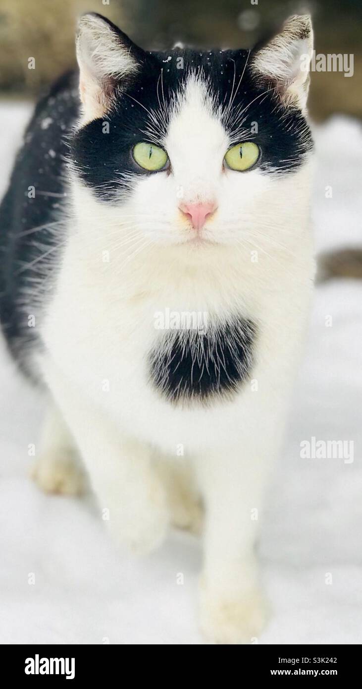 Pretty kitty hi-res stock photography and images - Alamy