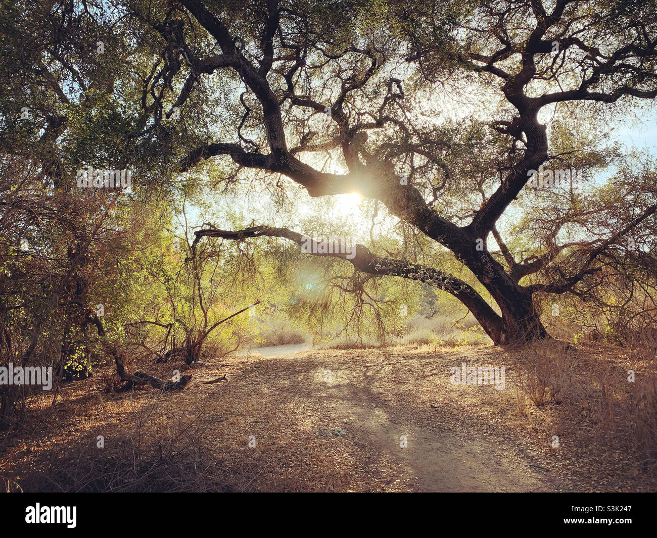 Oak tree canyon hi-res stock photography and images - Alamy