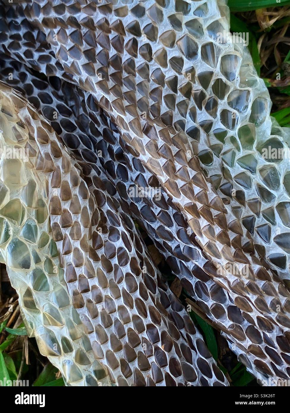 Section of snake skin from a Carpet Python (Morelia spilota) near ...