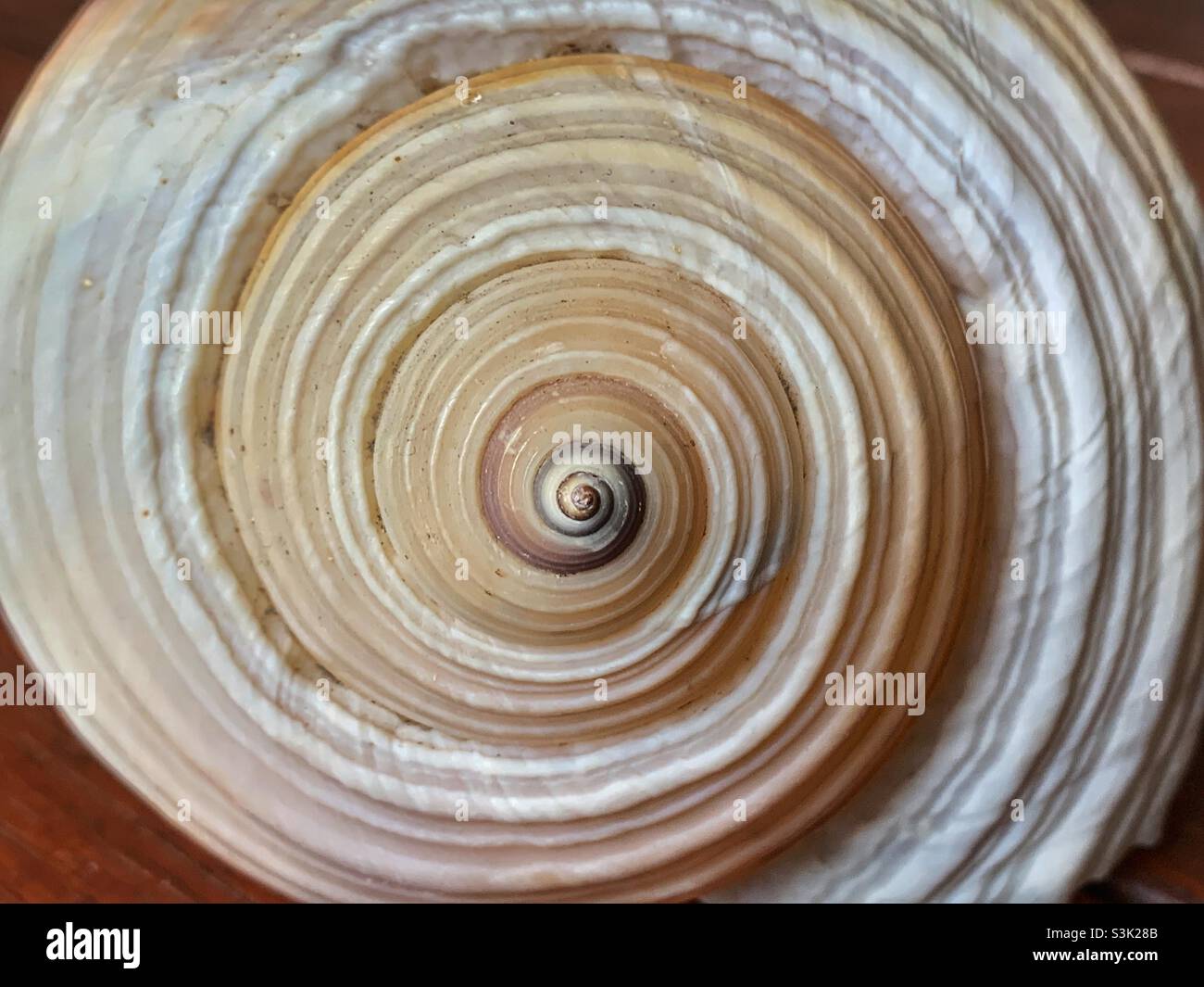 Shell and exoskeleton hi-res stock photography and images - Alamy