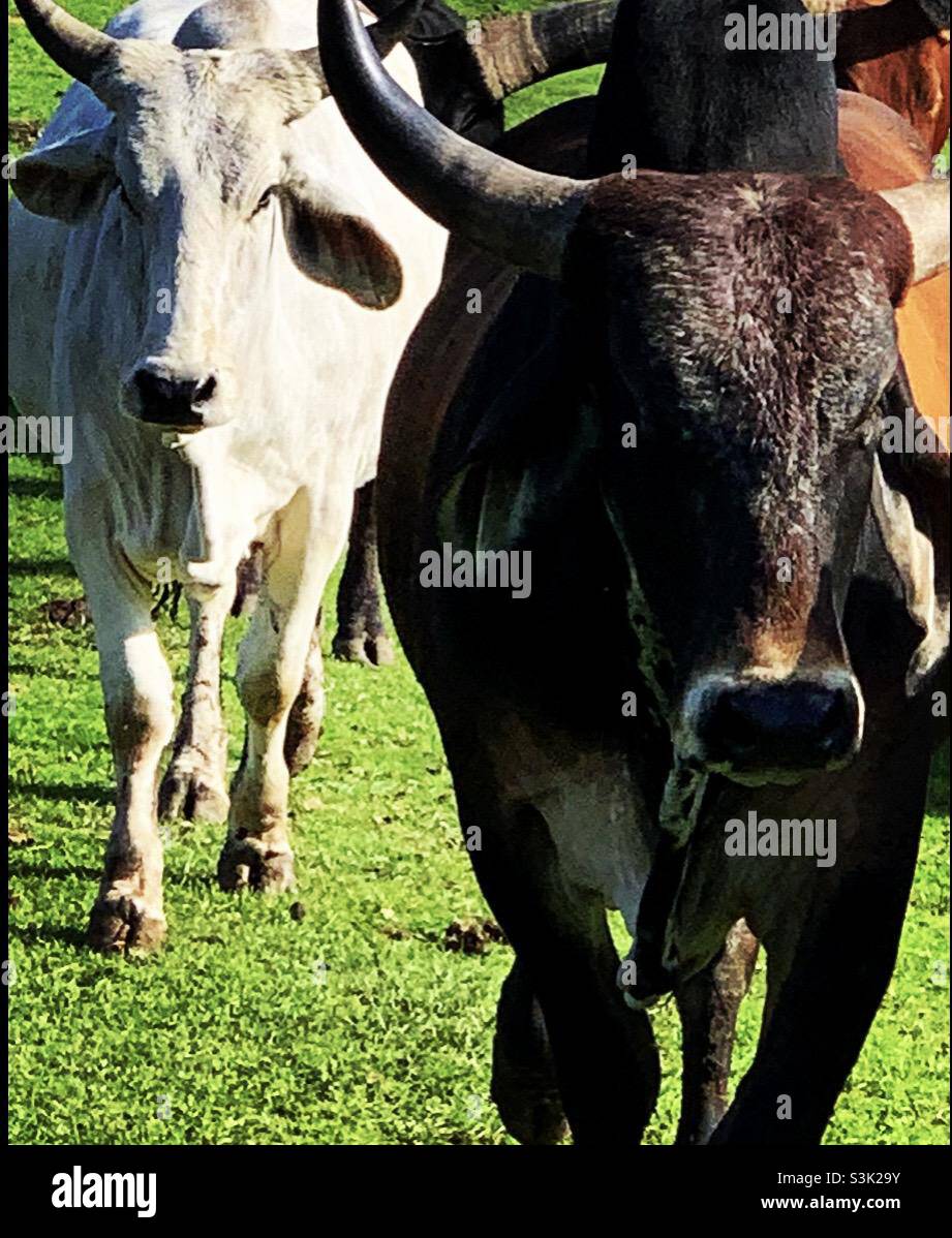 Cattle run hi-res stock photography and images - Alamy