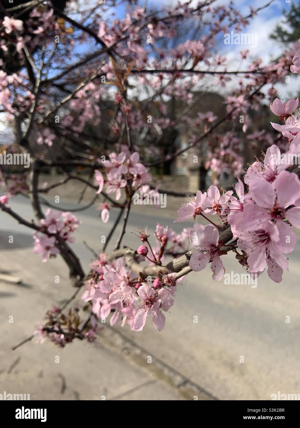 The first bloom hi-res stock photography and images - Alamy