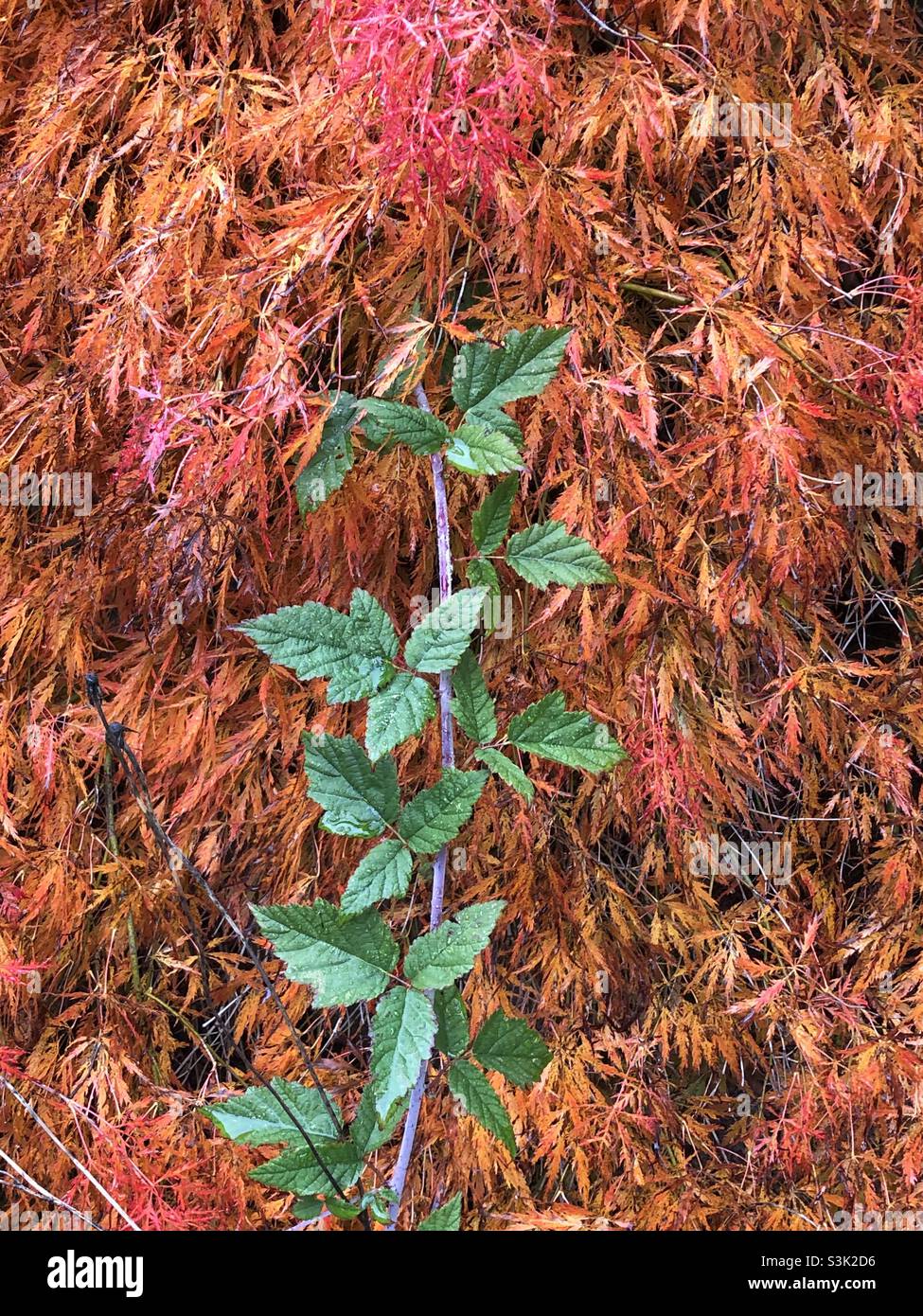 Vine growing through a beautiful Japanese Maple bush. Colorful contrast ...