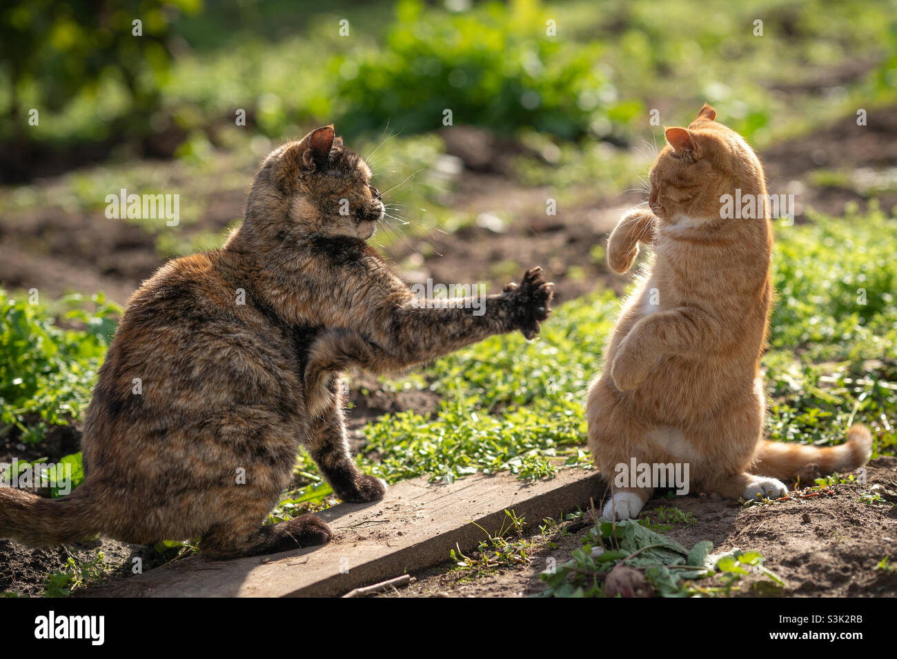 Turtle high five hi-res stock photography and images - Alamy