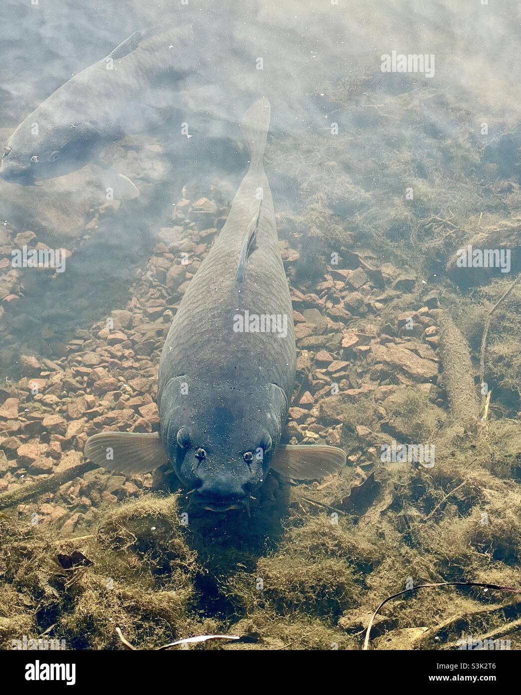 Black carp hi-res stock photography and images - Alamy