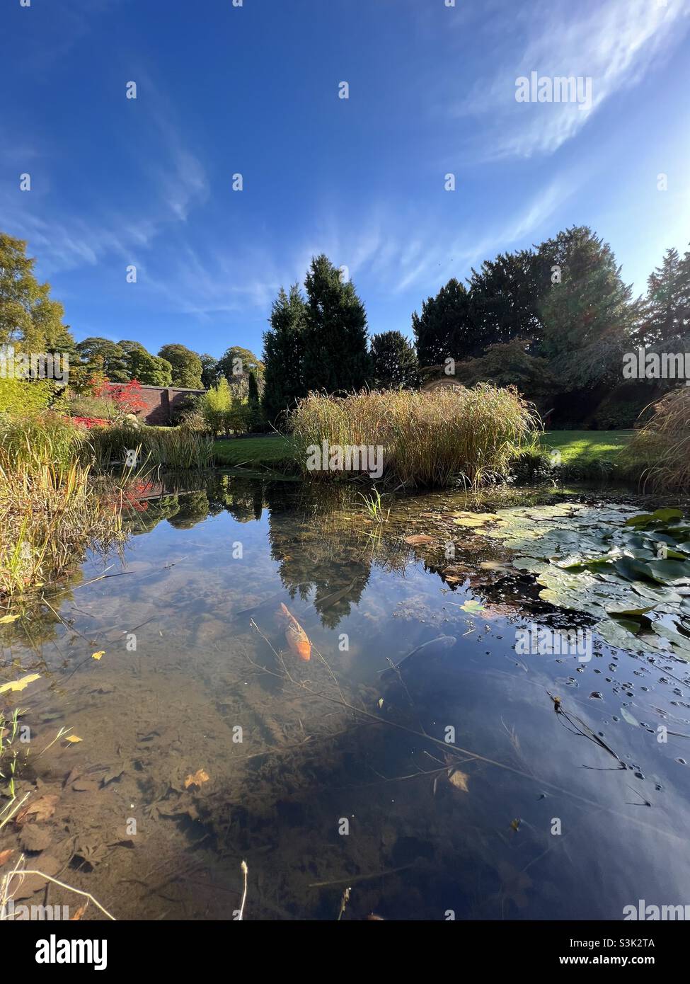 Japanese garden in Horsforth park, Leeds, in Autumn under a blue sky ...
