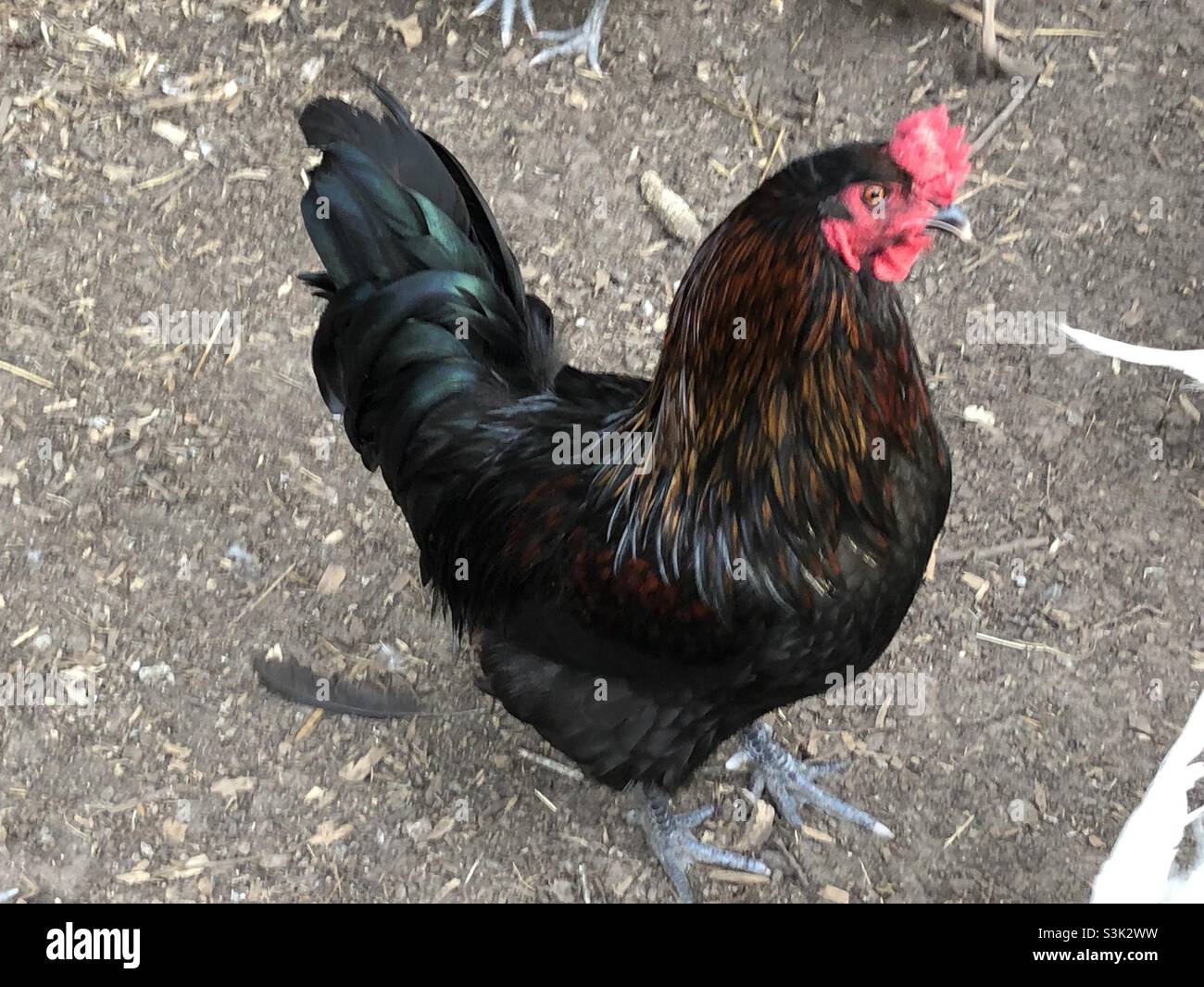 Black rooster hi-res stock photography and images - Alamy