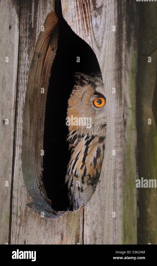 Owl inside a tree hi-res stock photography and images - Alamy
