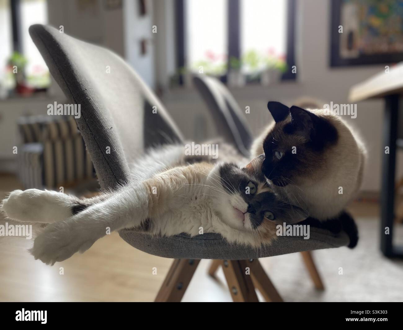 Two cuddly cars hi-res stock photography and images - Alamy
