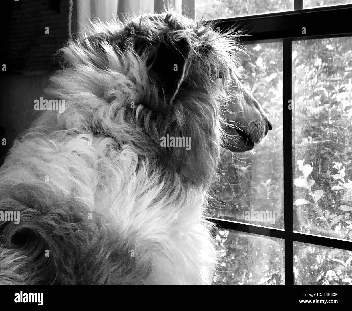 Dog looking out window Stock Photo - Alamy