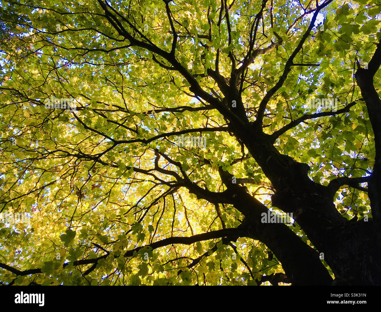 Maple tree from below in autumn with colourful leaves Stock Photo - Alamy
