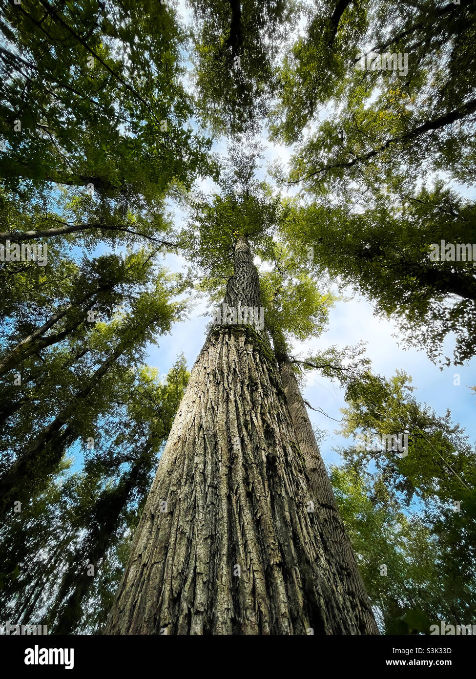 Fir tree canopy hi-res stock photography and images - Alamy