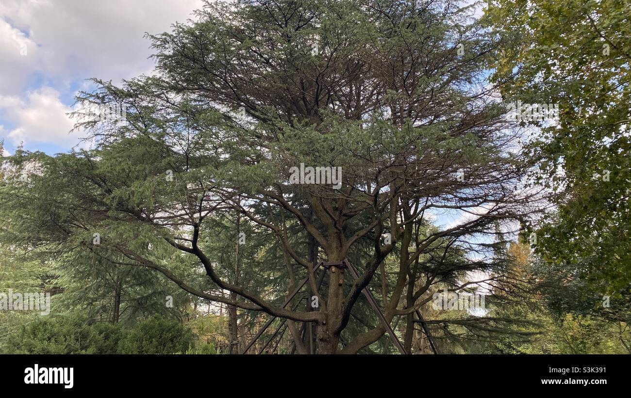 Huge trees hi-res stock photography and images - Alamy