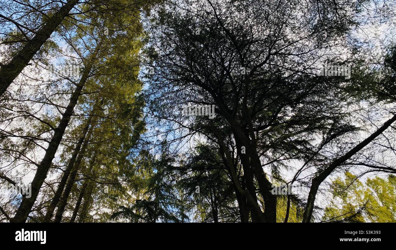 Different trees hi-res stock photography and images - Alamy