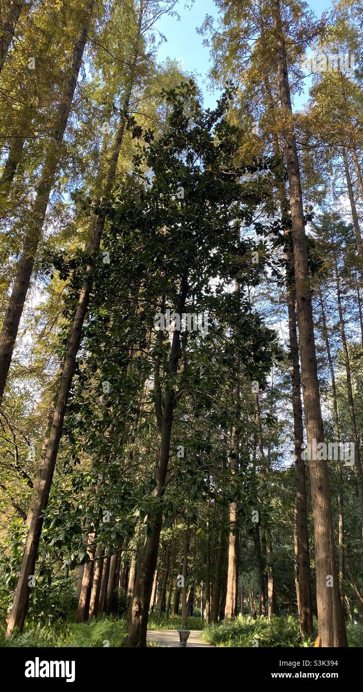 Shanghai forest hi-res stock photography and images - Alamy