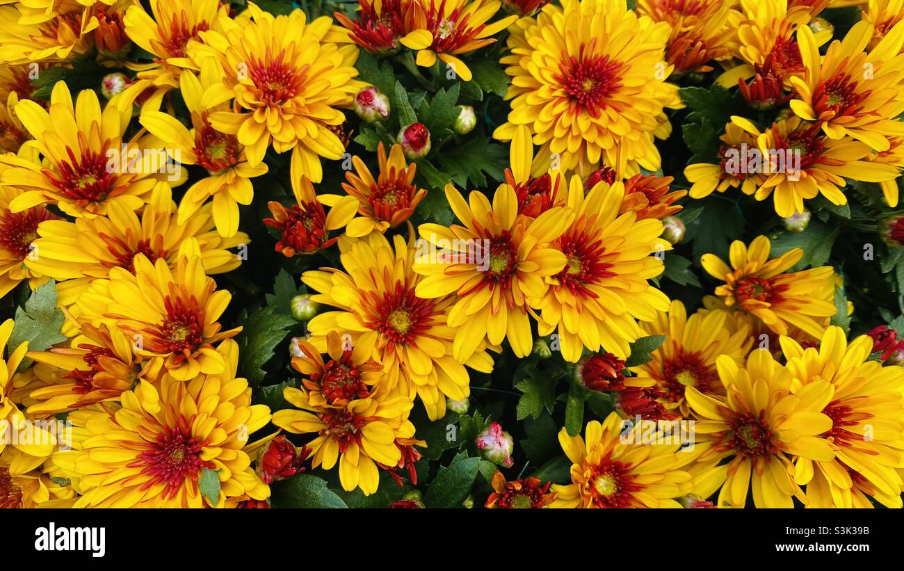 Yellow daises hi-res stock photography and images - Alamy