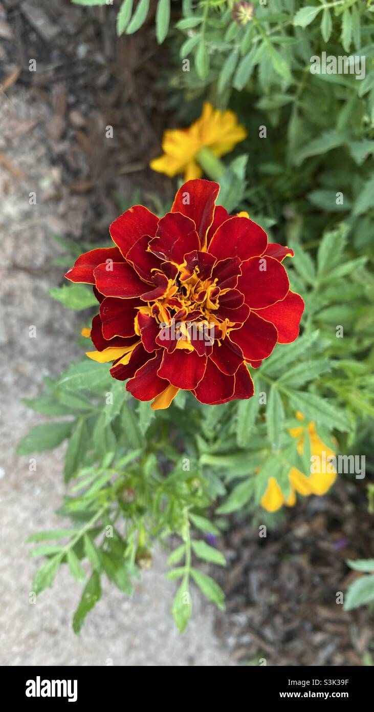 Red and yellow flower hi-res stock photography and images - Alamy