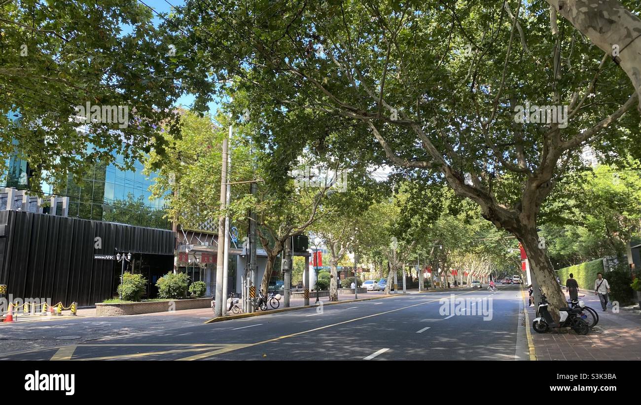 French concession shanghai plane trees hi-res stock photography and ...