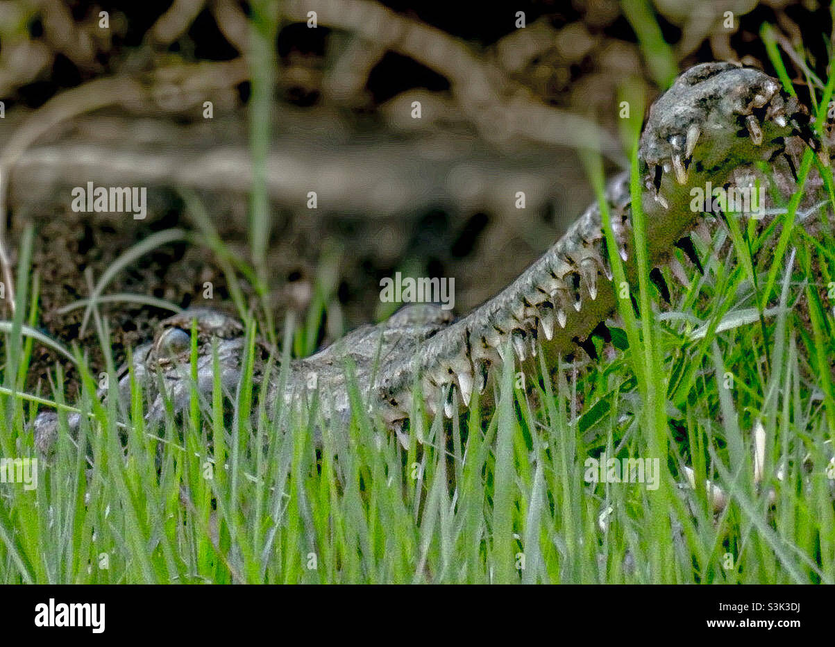 Indian wildlife photographer hi-res stock photography and images - Alamy