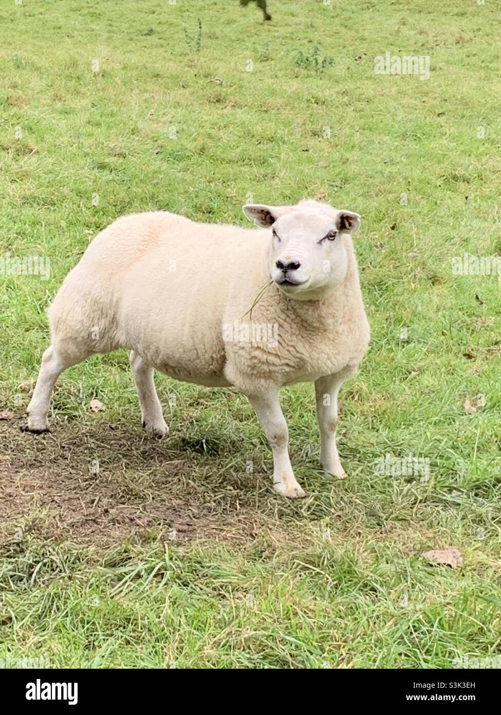 Chewing sheep hi-res stock photography and images - Alamy