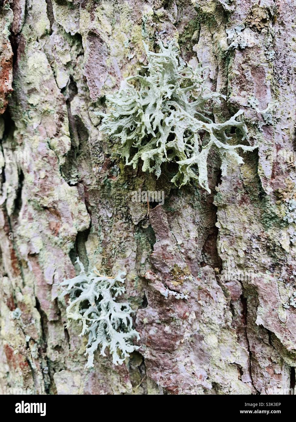 Lichen On Tree Bark High Resolution Stock Photography and Images - Alamy