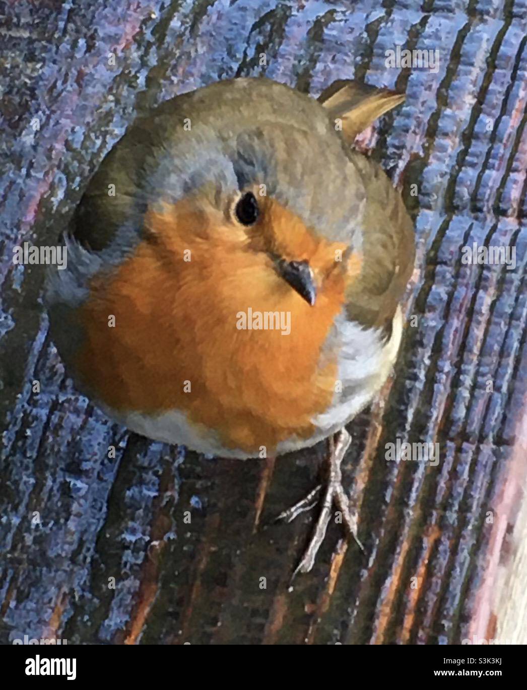 Robin wood hi-res stock photography and images - Alamy