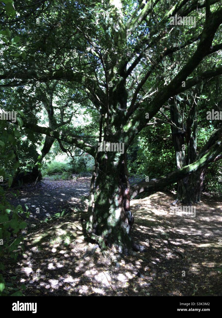 Illuminated by dappled light hi-res stock photography and images - Alamy