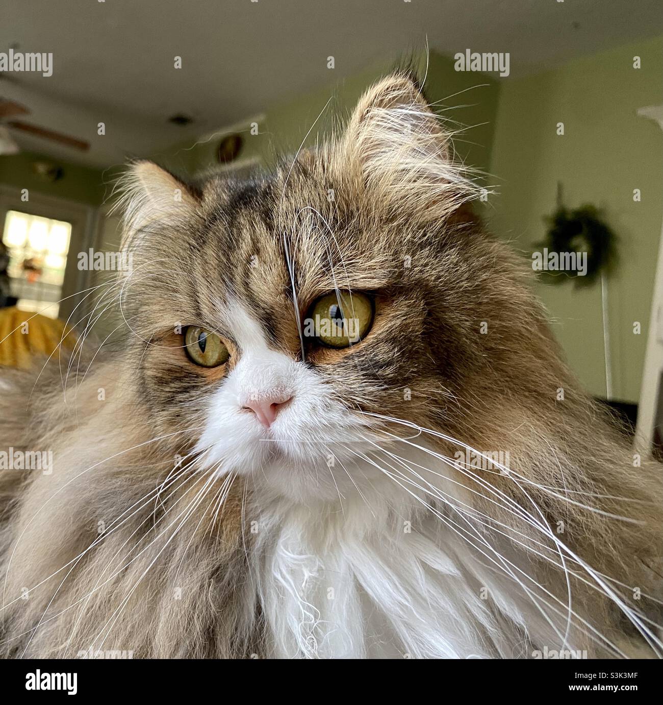 Penny For Your Thoughts High Resolution Stock Photography and Images ...