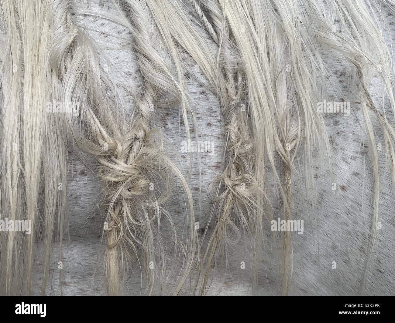 Come criniera hi-res stock photography and images - Alamy