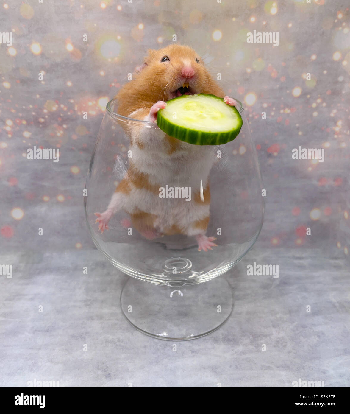 Cute cucumber hi-res stock photography and images - Alamy