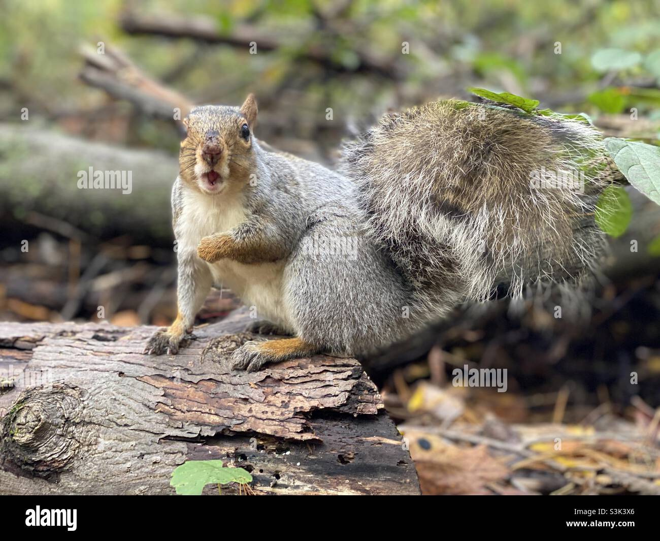 Surprised Squirrel High Resolution Stock Photography and Images - Alamy